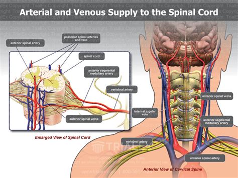 Arterial And Venous Supply To The Spinal Cord Trialexhibits Inc