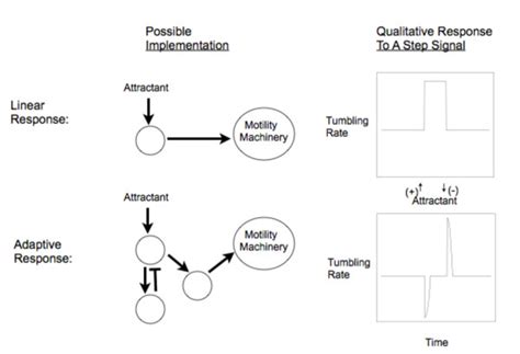 Cartoon Representation Of Potential Molecular Implementation And Download Scientific Diagram