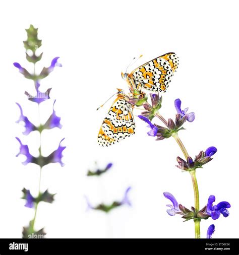 A Vibrant Butterfly With Intricate Wing Patterns Perched Atop Purple