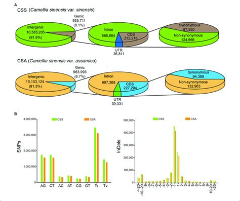 Classification And Distribution Of Identified Snps Indels Among 30