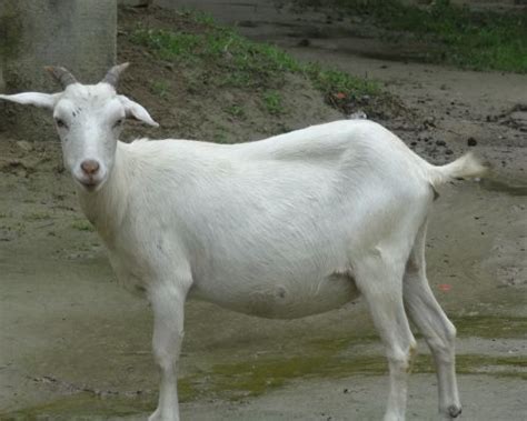 Assam Hill Leafconagro