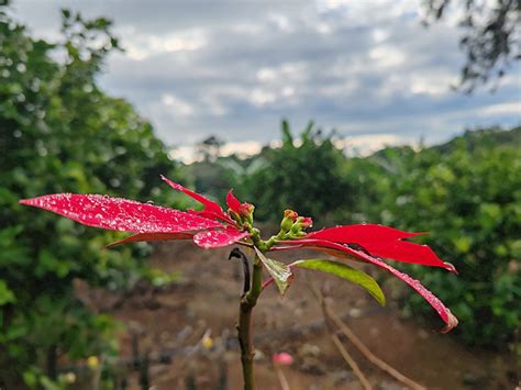 Terpenoides Aliados En El Combate Al Cáncer Francisco Bautista