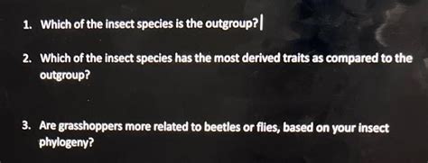 solved help please use the table or insect phylogeny to