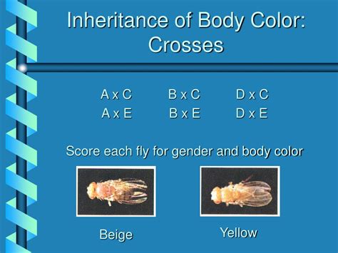 Ppt Drosophila Genetics Powerpoint Presentation Free Download Id