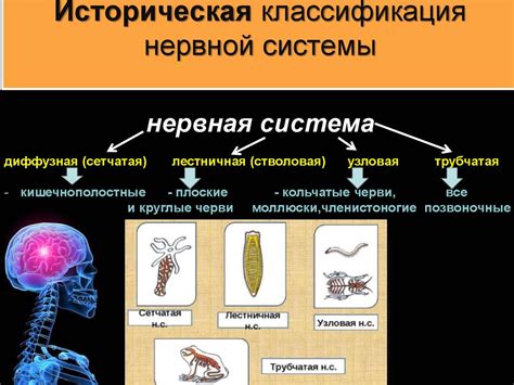 Нервная система Рефлексы презентация онлайн