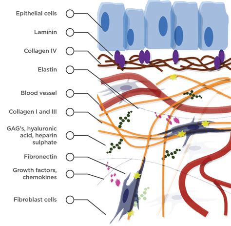 Tissue Extracellular Matrix ECM JK HealthCare