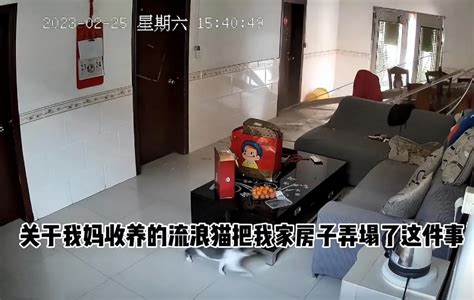 妈妈收养的流浪猫，将屋顶“弄塌”了：这个就当分别礼物吧 喵百科 上亦科技