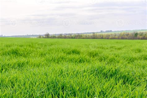 Field Of Fresh Green Grass Texture As A Background 2980425 Stock Photo