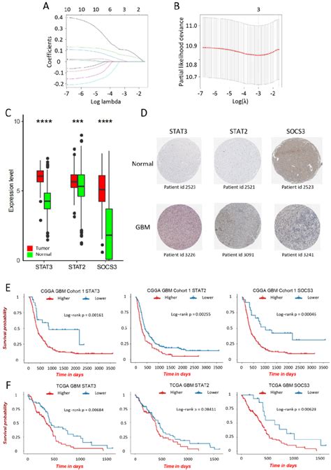 Analysis Of Three Genes In The Risk Signature A Lasso Regression