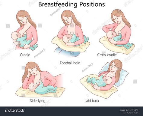 Breastfeeding Positions Including Cradle Football Hold Stock