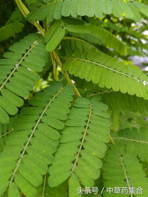 中藥雞骨草 每日頭條
