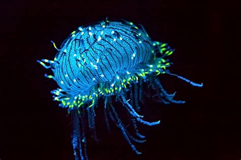 Archived Curious Cuttlefish Bioluminescence It Glows Events
