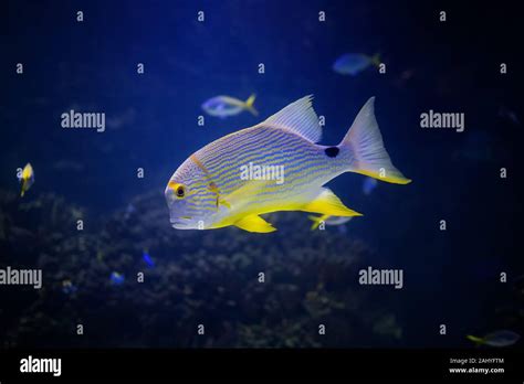 Poissons tropicaux marins Banque de photographies et dimages à haute