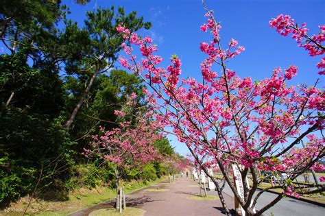 Yaedake Sakuranomori Park Sakura Viewing Tour With Fruits Picking Klook Philippines