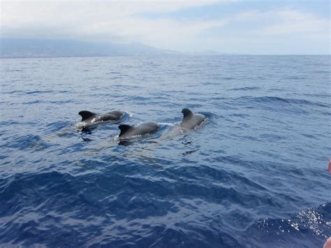 Short Finned Pilot Whales At Los Gigantes Tenerife