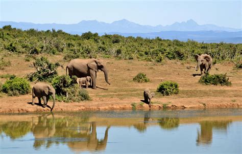 The Importance Of Wildlife Conservation — The Nature Foundation