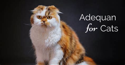 Adequan Polysulfated Glycosaminoglycan For Cats Cat World