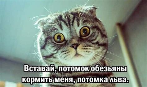 Комментарии к теме Животные Забавные животные Смешные животные