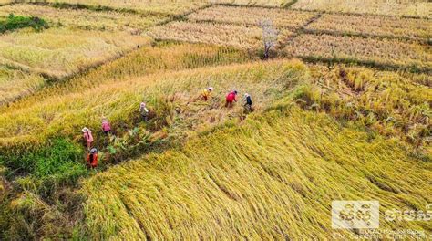 ខេត្តពោធិ៍សាត់ឱ្យកសិករផ្អាកដាំស្រូវនៅរដូវប្រាំងលើកទី២ដើម្បីបញ្ជៀសការខ្វ
