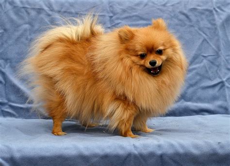 Японский шпиц рыжий 52 фото картинки Sobakovod Club