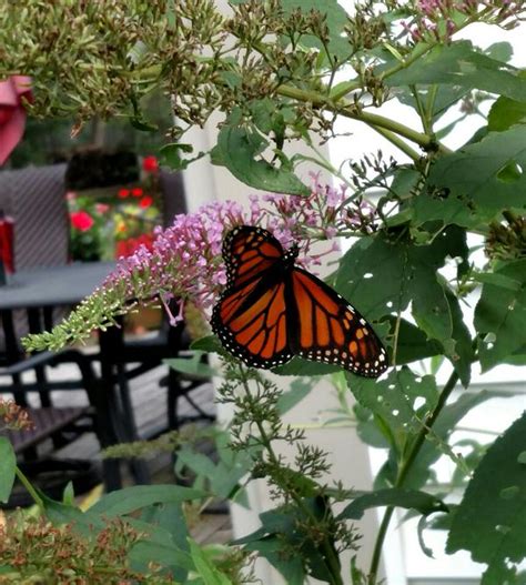 2015 A Banner Year Monarch Butterfly Migration Heading Our Way Texas