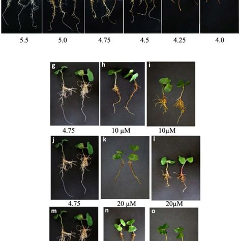 Variations In The Primary Root And Secondary Root Length A And B Of