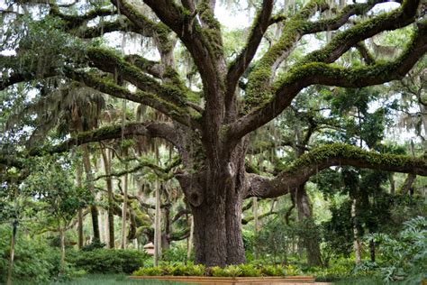 The Dos And Donts Of Tree Health Sb Tree Service