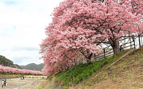 Few Flowers Open On Cherry Trees In Izu Fest To Herald An Early Spring