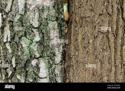 Two Tree Trunks Grown Together In Forest Closeup Stock Photo Alamy