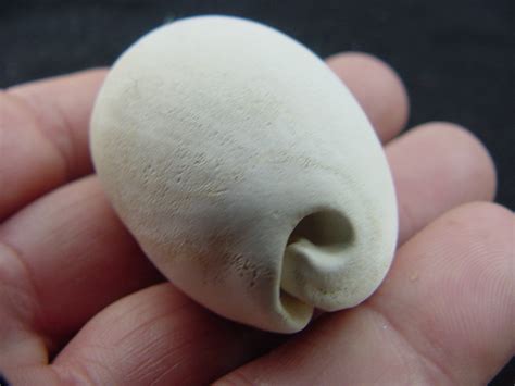 Siphocypraea Haleyorum Southern Arrow Fossil Shells From Southern Arrow For Sale