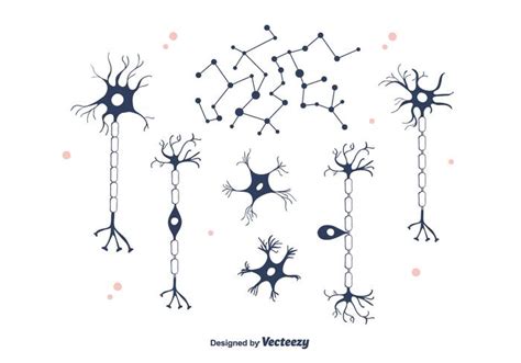 Neuron Vector Vector Art At Vecteezy