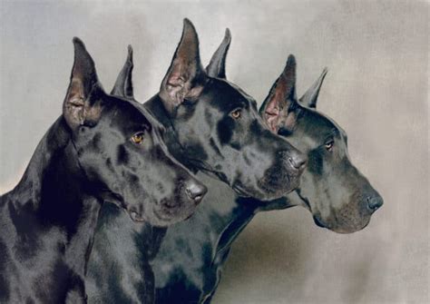 The Whats Whys And Hows Of Great Dane Ear Cropping Great Dane K9