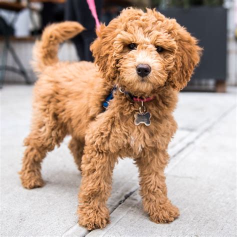 12 Mini Goldendoodle Ideas Goldendoodle Cute Dogs Puppies
