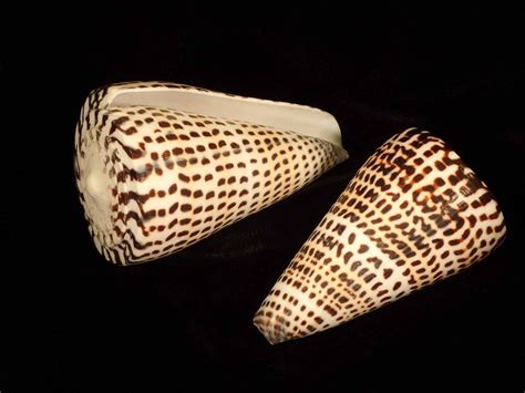 Lettered Cone [seashells Natural] Naturally Wild Australia