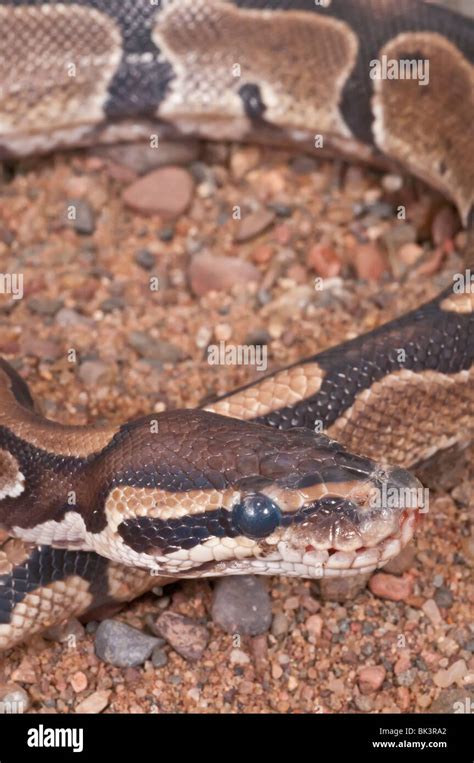 Ball Royal Python Python Regius Native To West And Central Africa