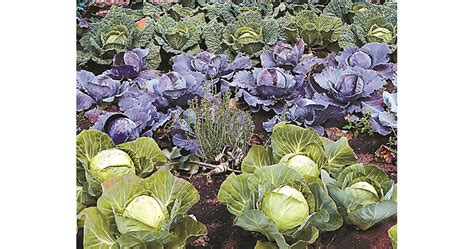 Зелето се нуждае от повече вода Български Фермер