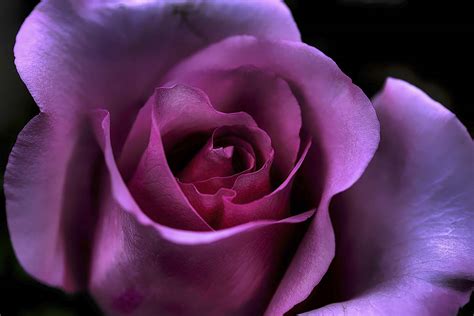 Purple Rose Wallpaper For Home Magic Decor