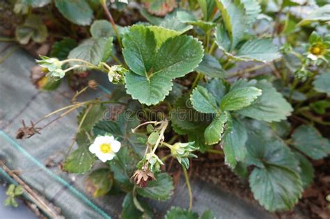 Growing Strawberries In The Backyard Garden Strawberry Flower On