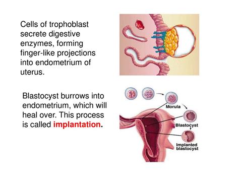 Biology 322 Human Anatomy Human Development Ppt Download