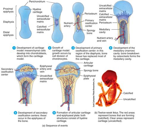 Endochondral Ossification Arteries Anatomy Human Anatomy And