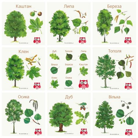 Plant science, Plants, Garden