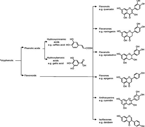 Polyphenol Classification Download Scientific Diagram