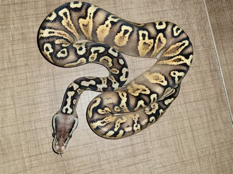 Ghi Pastel Yb 100 Het Ghost Ball Python By Darkreptiles Morphmarket