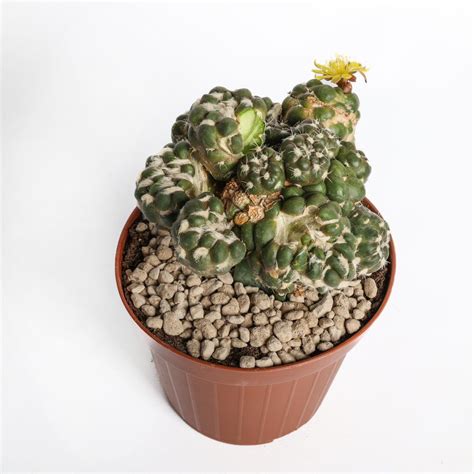 Cintia Knuti 1210f Plantes Rares Cactusmania