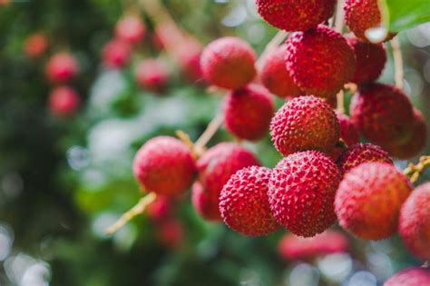 Whats The Difference Between Rambutan And Lychee Vibrant Happy Healthy