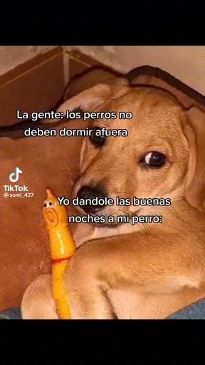 Pin de mayli preciado en Guardado rápido Video Chistes graciosos Humor de mascotas Videos