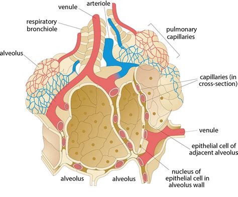Pulmonary Capillaries