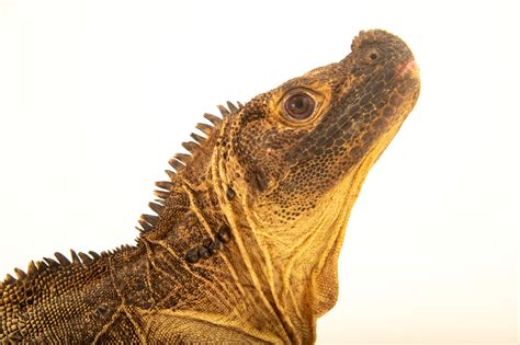 Indonesian Giant Sailfin Dragon Hydrosaurus Microlophus Joel Sartore