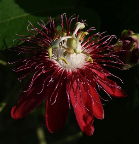 Lady Margaret Passion Flower Passionvine Butterfly Plants Almost Eden