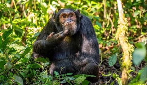 تصاویر دیدنی و جذاب از حیات وحش